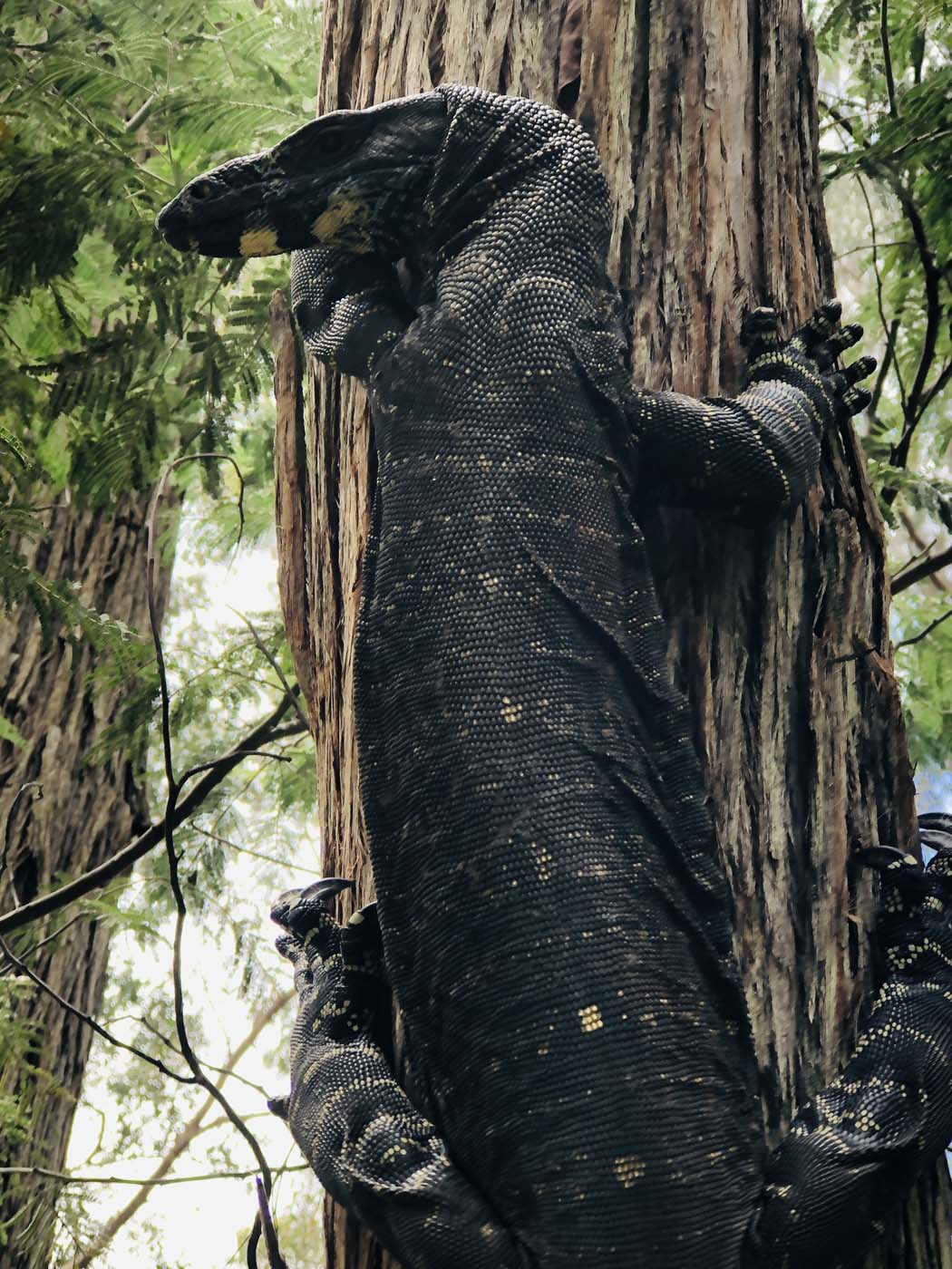 Noojee Trestle Bridge Rail Trail Walk (3km) - Gippsland, VIC